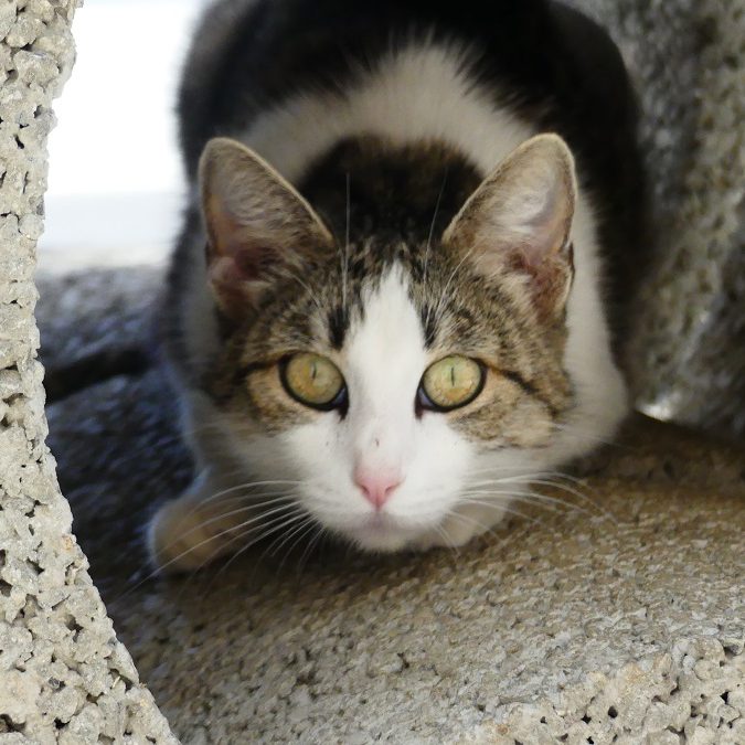 Chats – SPA Colmar – Chats et chatons